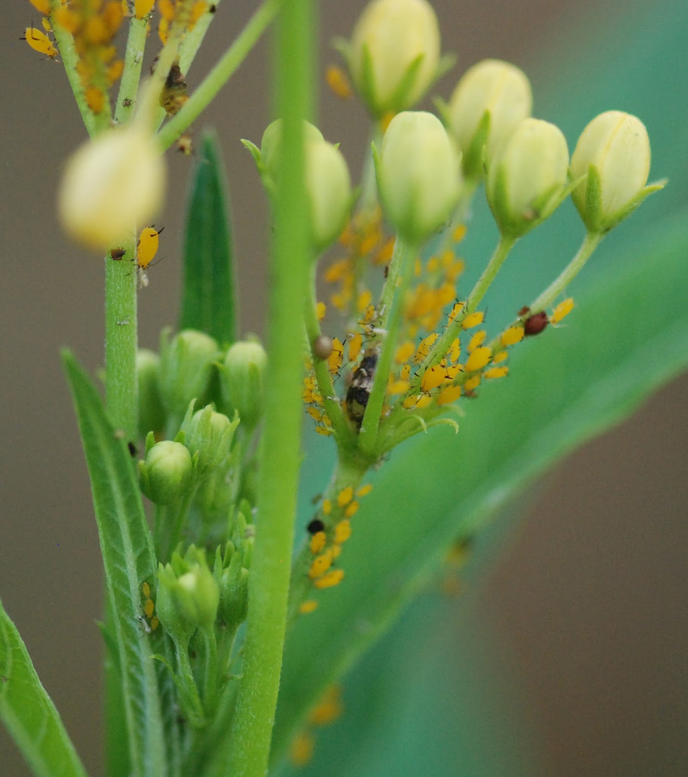 Gaia Garden: Red Aphids on Milkweed?