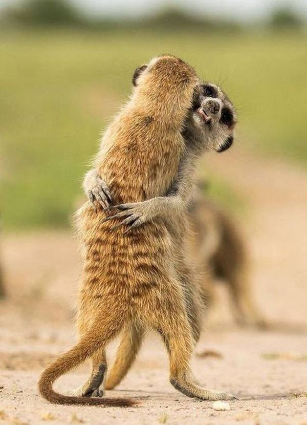 99 WOW: Animals Dance Tango Too!!?الحيوانات ترقص التانغو أيضاً!!؟