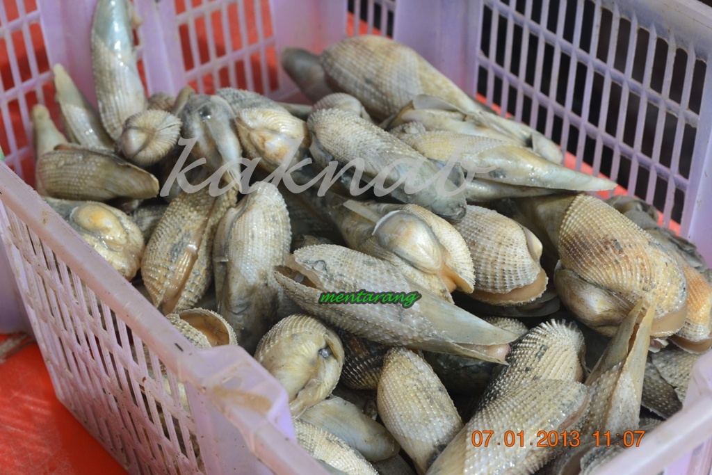 jom pancing lepak tepi laut: PANTAI REMIS, SELANGOR