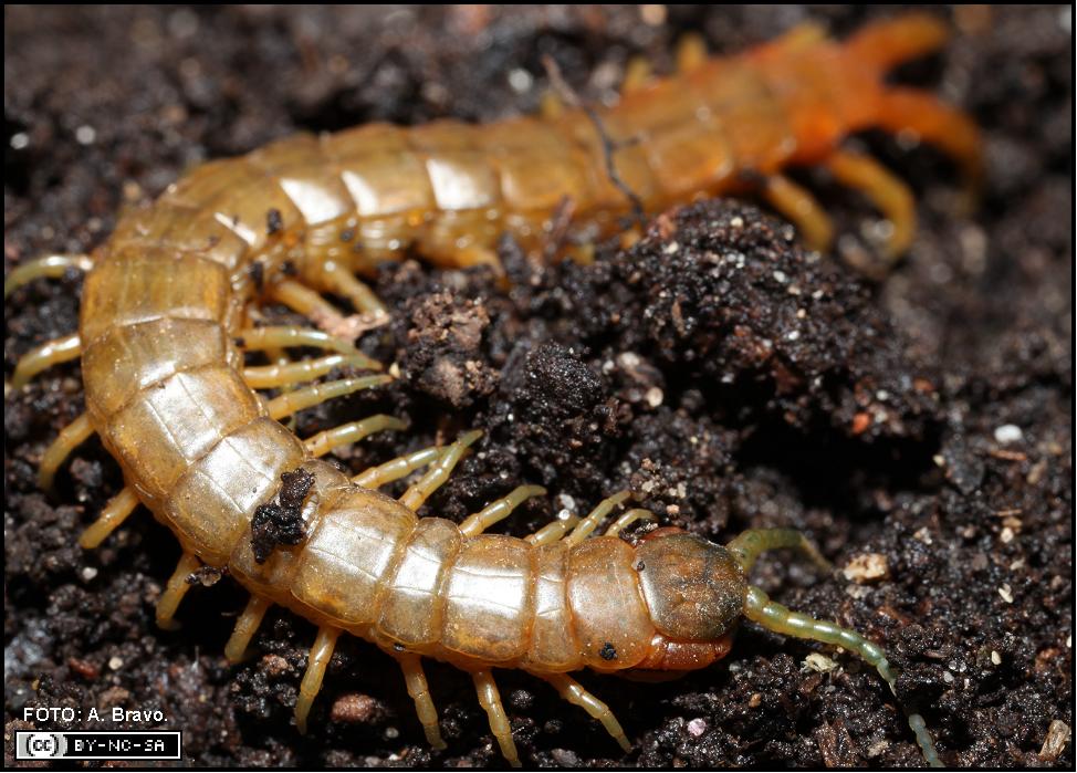 FAUNA AUXILIAR: FAMILIA SCOLOPENDRIDAE