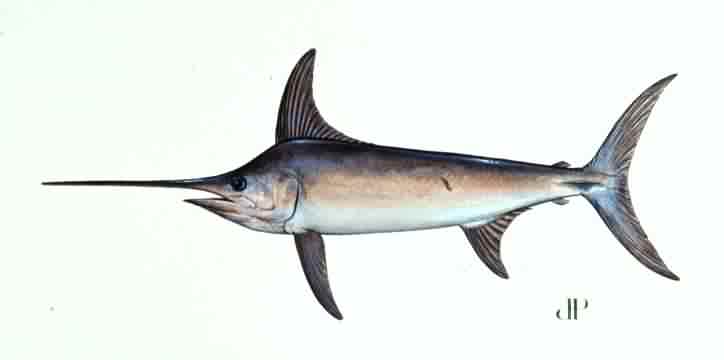 Animal Lovers: Swordfish