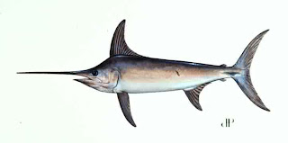 Animal Lovers: Swordfish