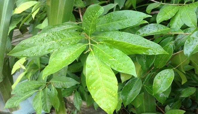 MARI MENANAM DAUN SALAM | semangat berkebun