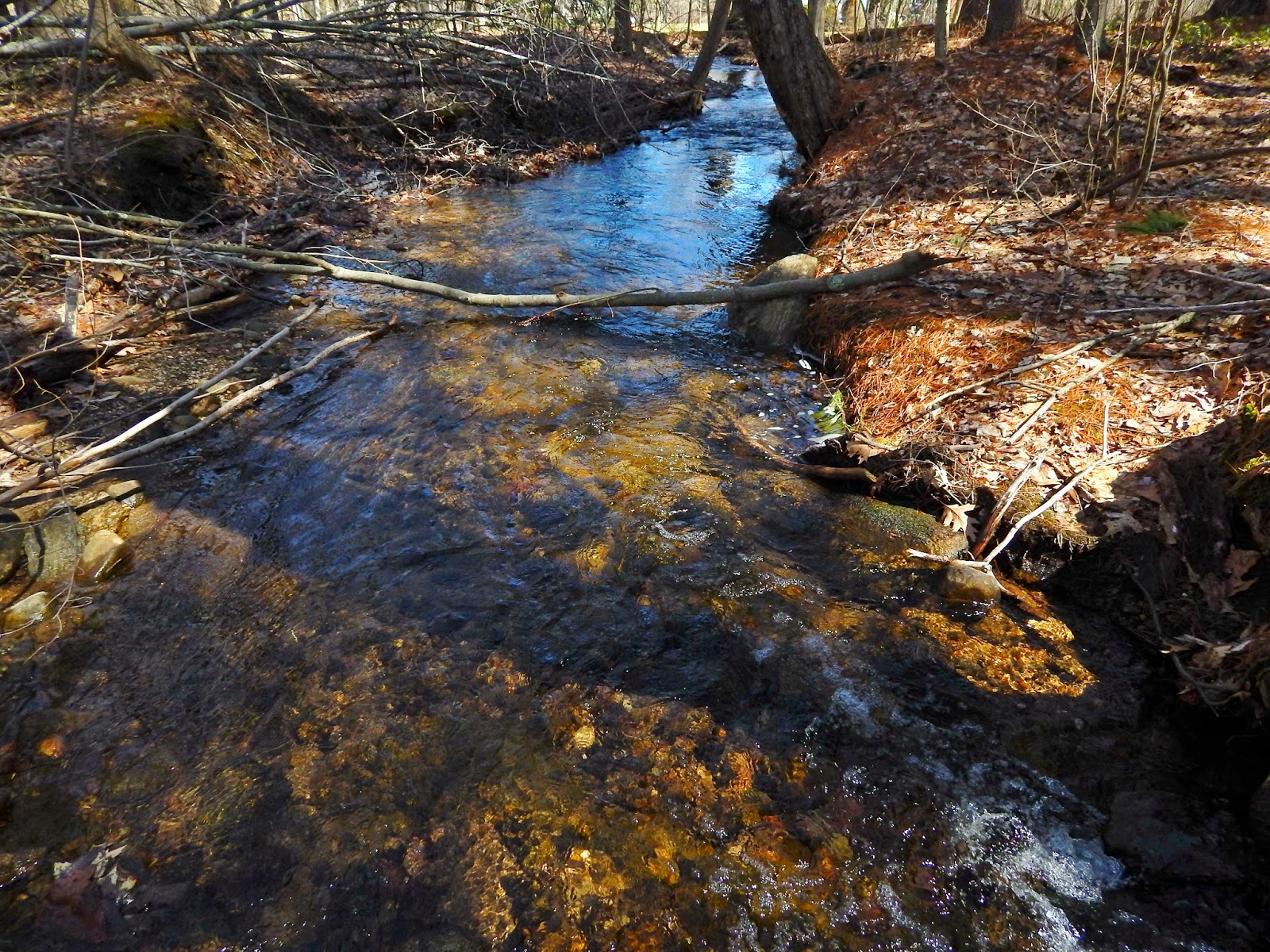 Small Stream Reflections: Connecticut's Opening, 2015