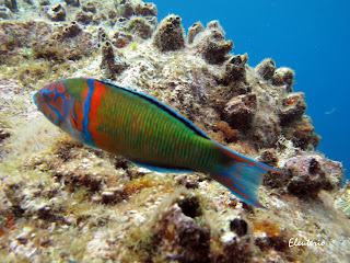 Judice Ecológica: Diversidade de peixes no estuário do Arade