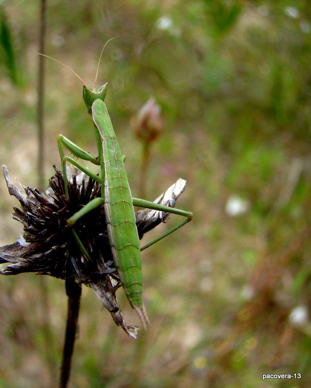 CH´USAY: APTEROMANTIS APTERA
