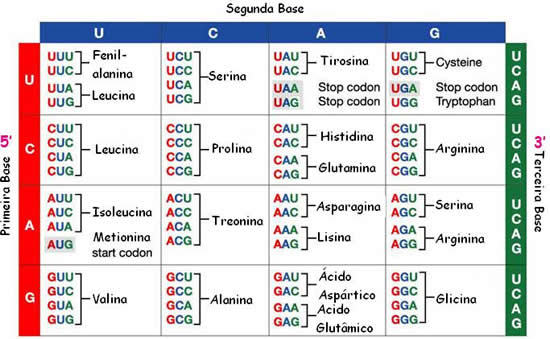 BIOLOGIA MOLECULAR: Código Genético