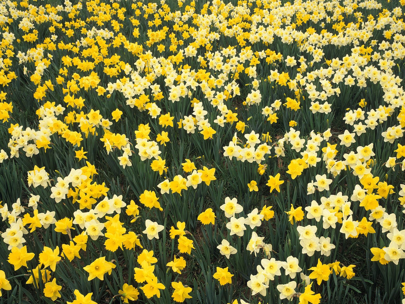 wallpaper: Colorful Daffodil Field HD Wallpaper