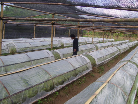 Cara Stek Batang Tanaman Dan Teknik Pembuatan Bibit Stek - Teori Petani