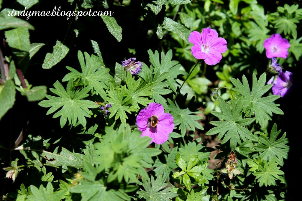 Alpine Geranium Ground Cover