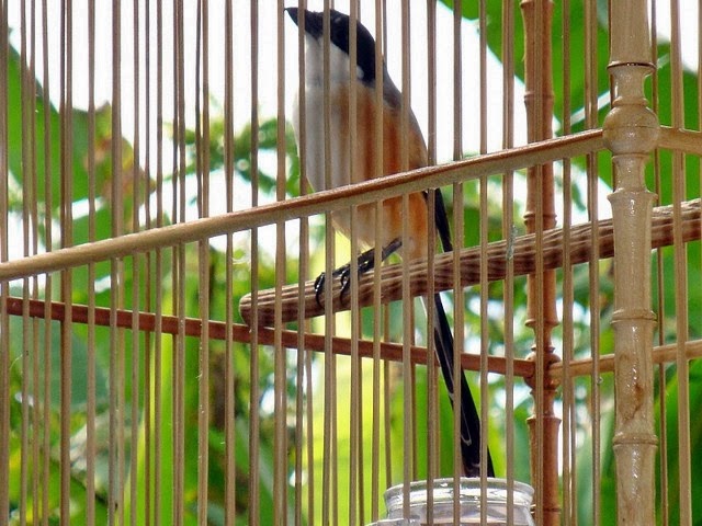 Karakter dan Ciri Burung Cendet Jantan - Ocehan Kenari