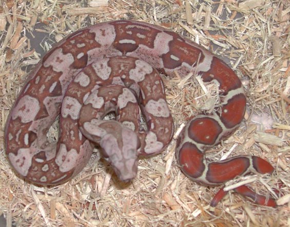 Columbian Boa ~ Venomous Snakes