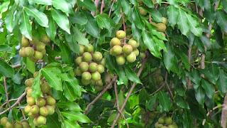 fauna e flora ameaçadas de extinção: PITOMBA