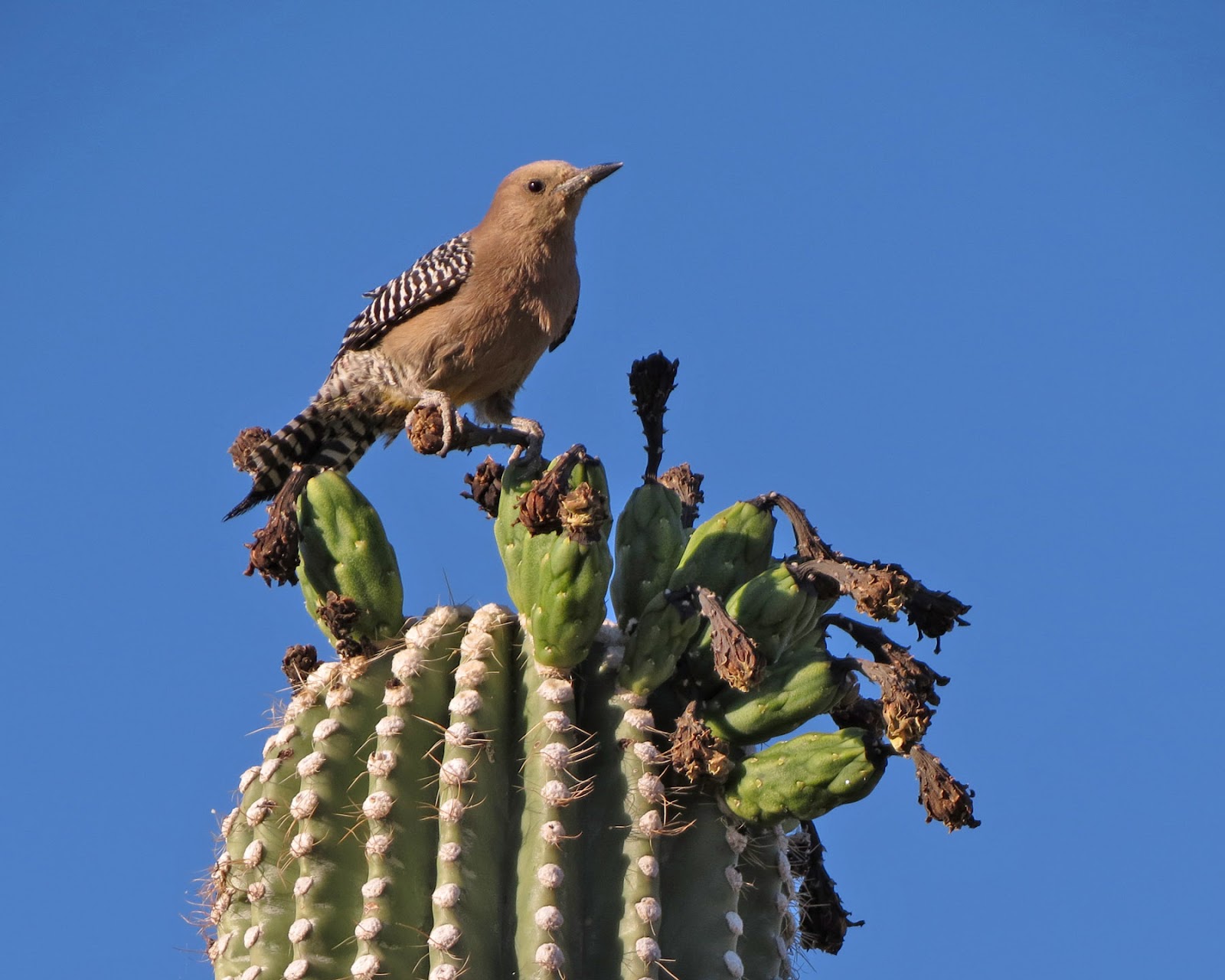 Desert Colors: June Birds