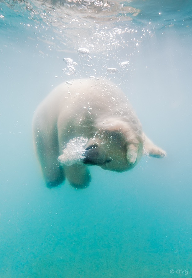 Awesome Photos Polar Bear Water Ballet