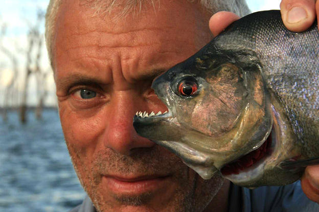 Interesting Facts About the Notorious Piranha Fish - Pets