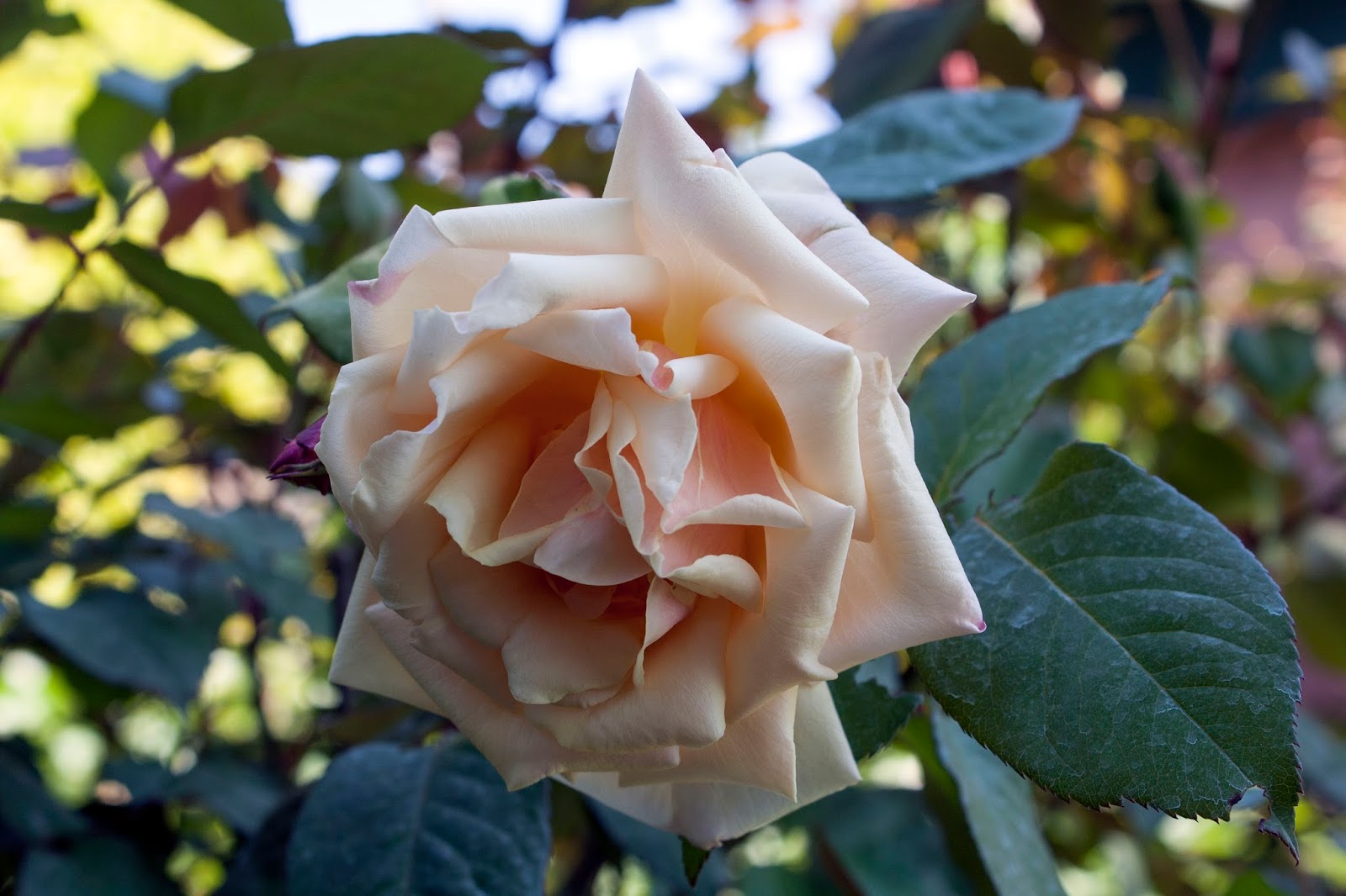 Il piccolo giardino di L.: Il giardino a fine aprile: prime rose e ...