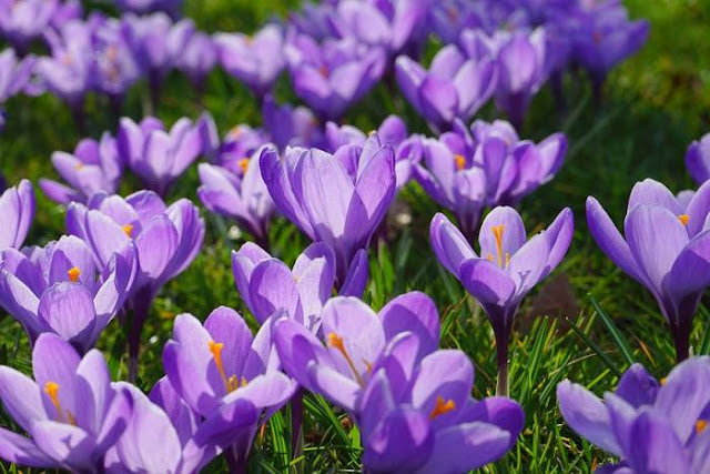UPOZNAJTE ŠAFRAN: Od ovog lijepog cvijeta dobiva se najskuplji začin na ...