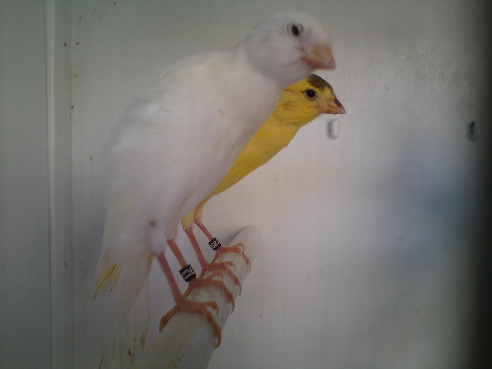 a scotch fancy canary blog