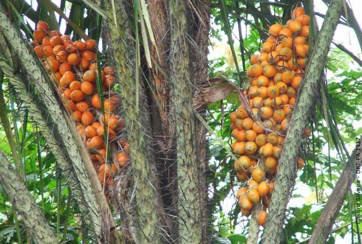 Cipó Muyraquitã Artesania Natural: Tucumã