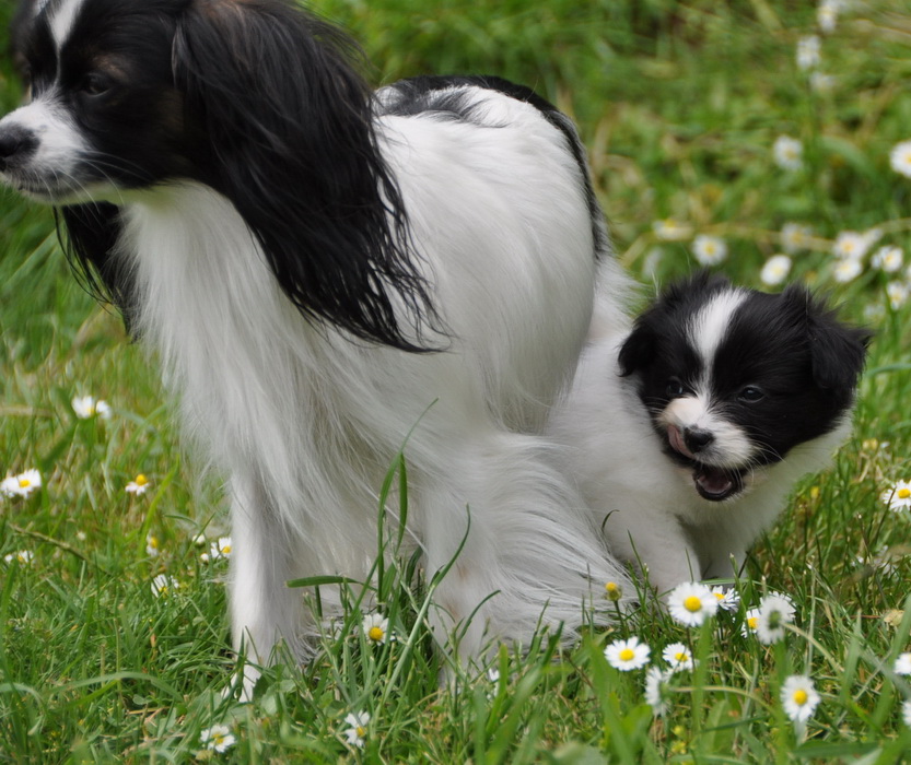 PHALÈNE／EPAGNEUL NAIN CONTINENTAL (With images) | Dog love, Dogs, Animals