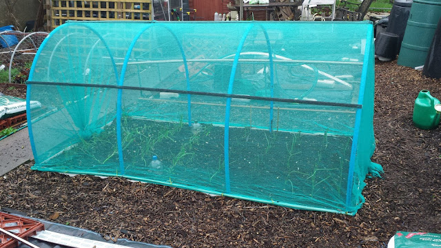 Alans Allotment: Blue Water Pipe & Netting