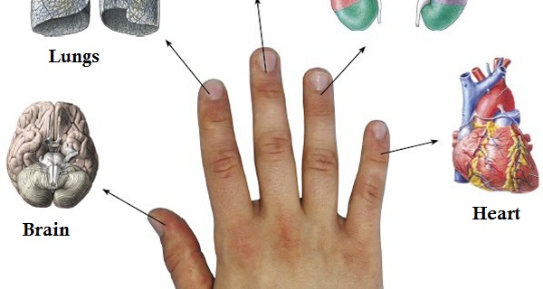 Every Finger Is Connected With 2 Organs: Japanese Methods For Curing In ...