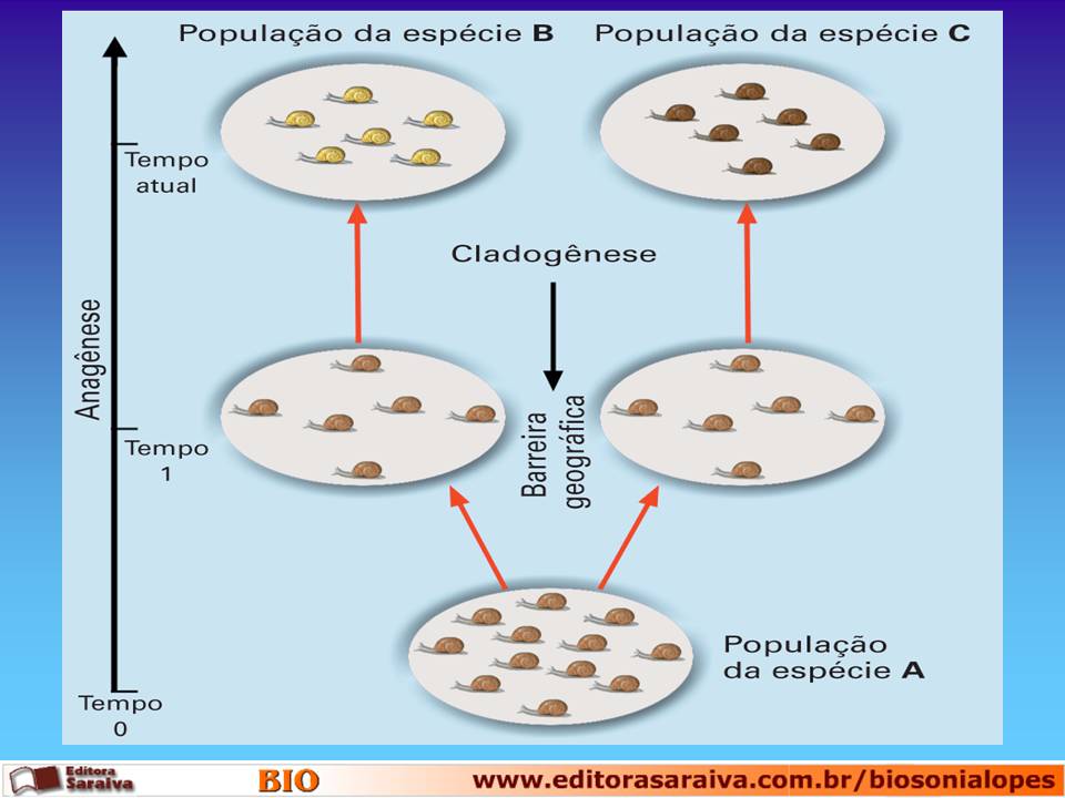 Profª Lidiane Noberto - Biologia: EVOLUÇÃO: CLADOGÊNESE