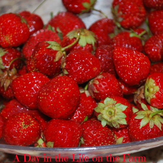 A Day in the Life on the Farm: Mmmmmmmichigan Strawberries