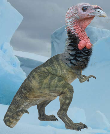 The 'Scope: Gobble Up Some Facts About Turkeys