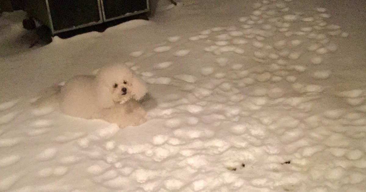 silvieon4: Snow... Again...really