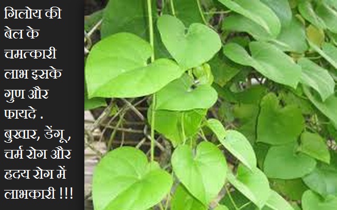 Ayurveda Home and Remedies with Nature: गिलोय के औषधीय प्रयोग | Giloy ...