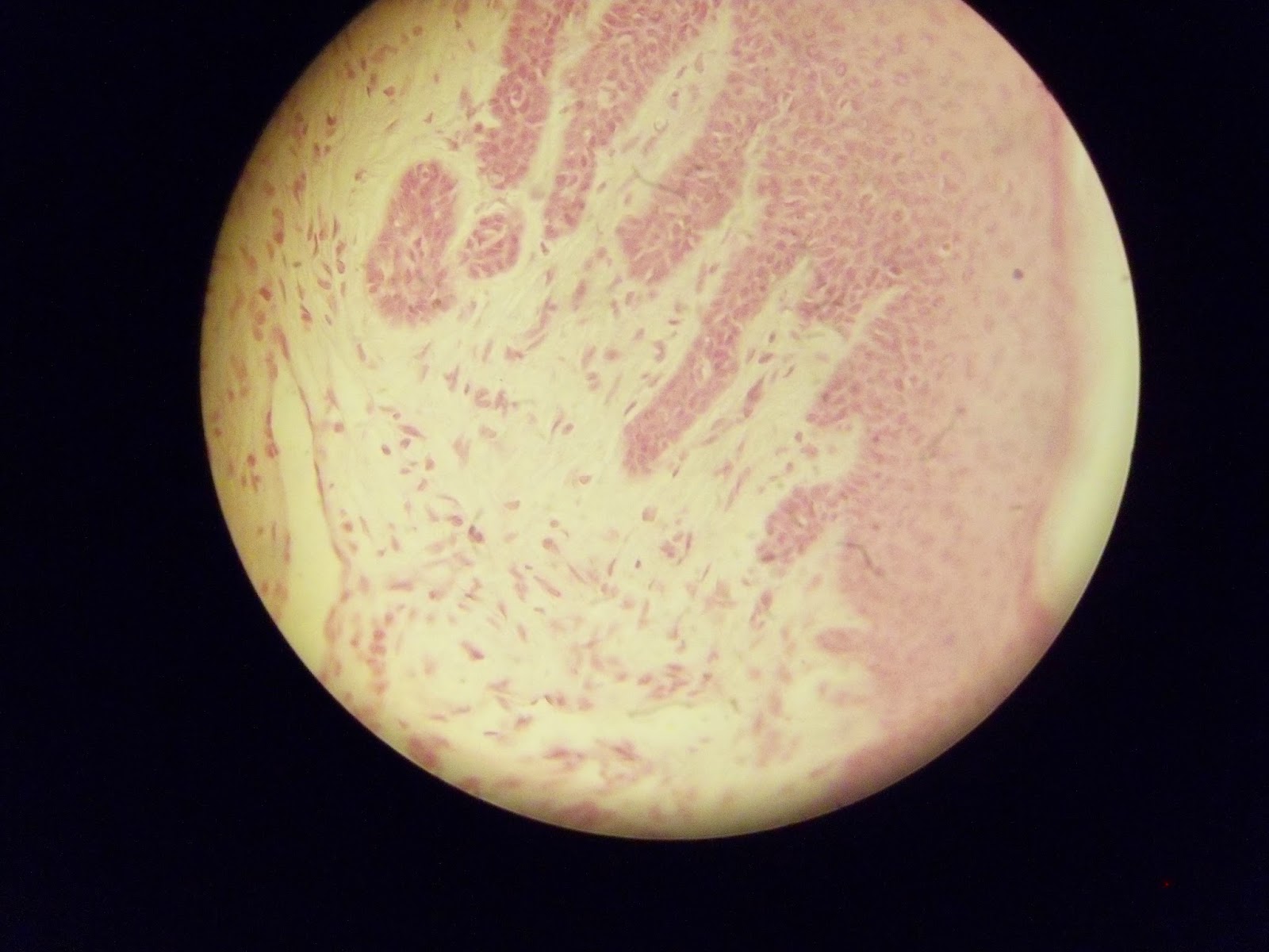 Stud-dent la Facultatea de Medicina Victor Papilian: Histologie - LP