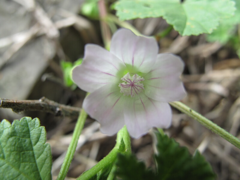 The Joyce Road Neighborhood: Wildflower - Common Mallow