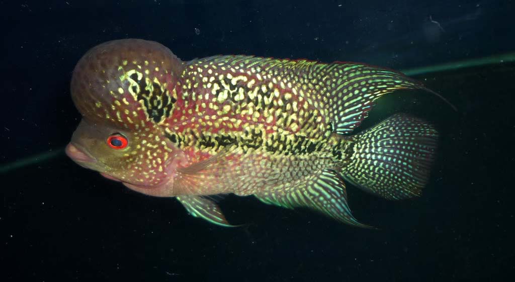 Flowerhorn The Hybrid Cichlids: King Kamfa 3