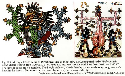 The Plumed Conch: Aztec Harpy Eagle - Harpia Harpyja