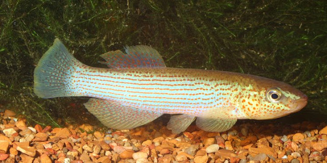 Fish Girl Writes: The Beauty in your Backyard