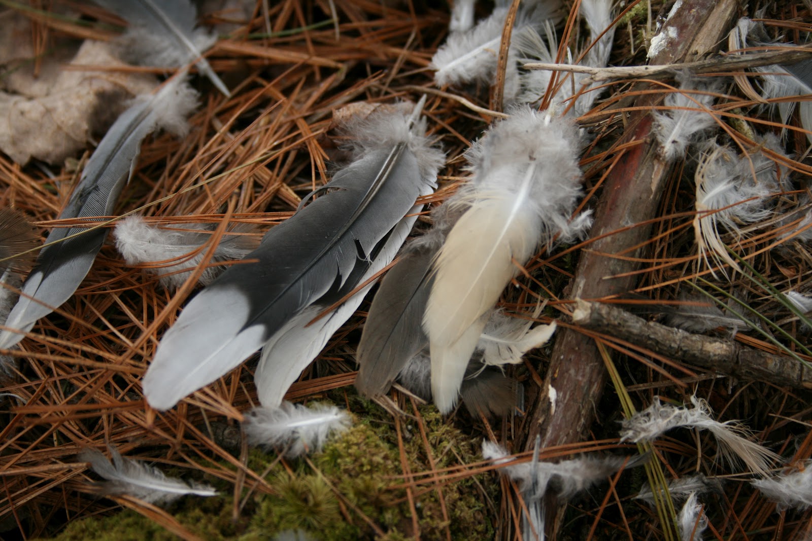 Spicebush Log: A Mourning Dove