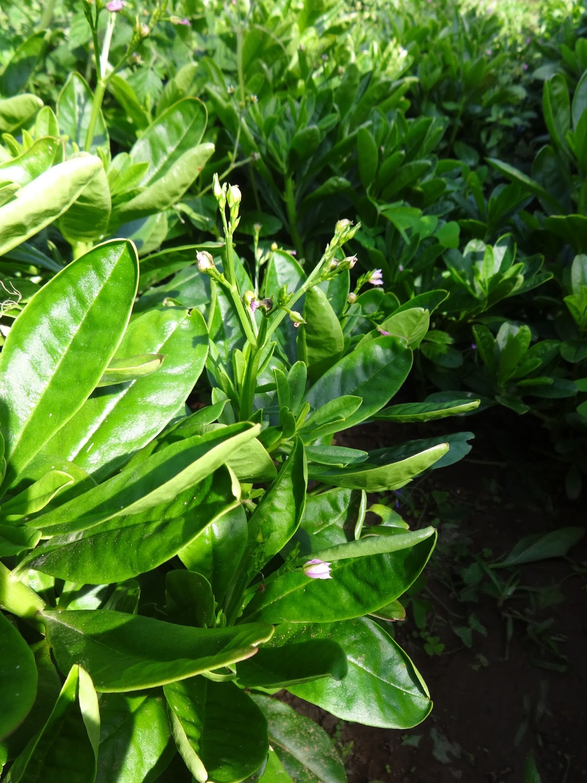 Herbs from Distant Lands: Talinum triangulare - Philippine Spinach ...