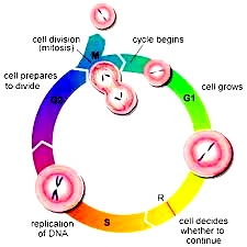 The Arts, Sciences and Medicine: Vitamin D