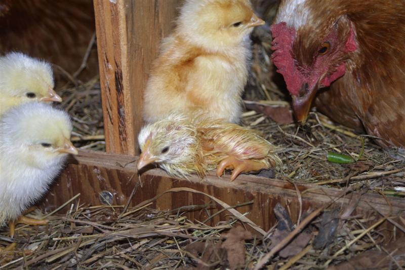 Saving Homestead: Hatching Chicks with Broody Hens