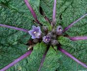 Herbs-Treat and Taste: EUROPEAN MANDRAKE - SUPERSTITIONS, FOLKLORE AND ...