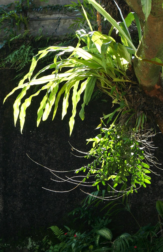 Inspirasi 34+ Tanaman Epifit