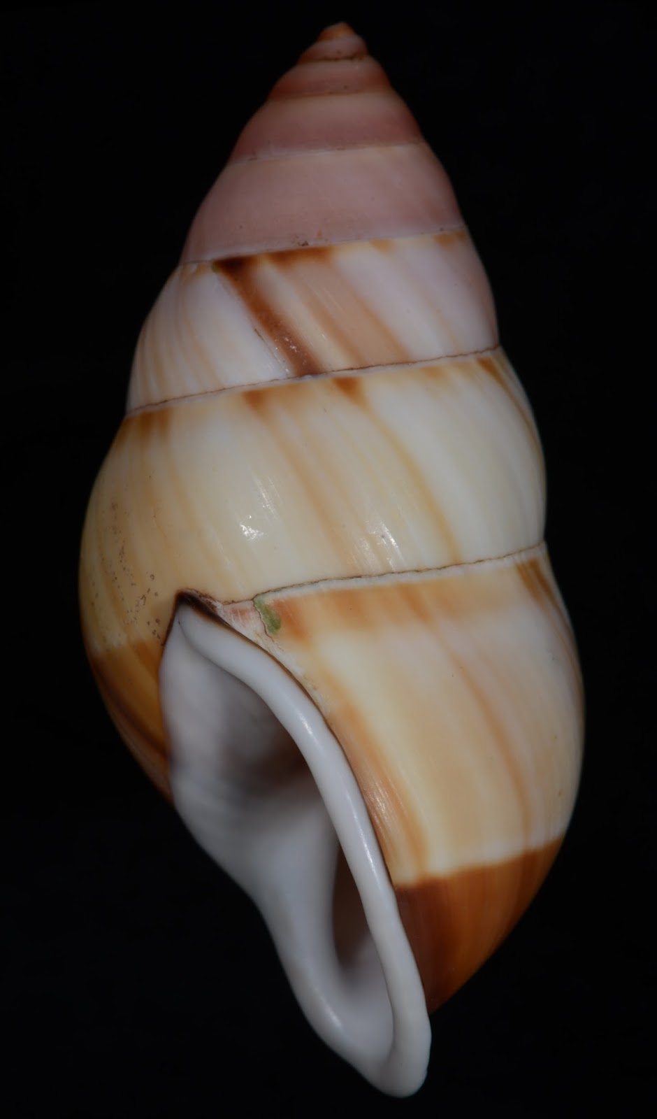 Dr. Lee's Gallery Museum: Amphidromus inversus annamiticus 56.25mm ...