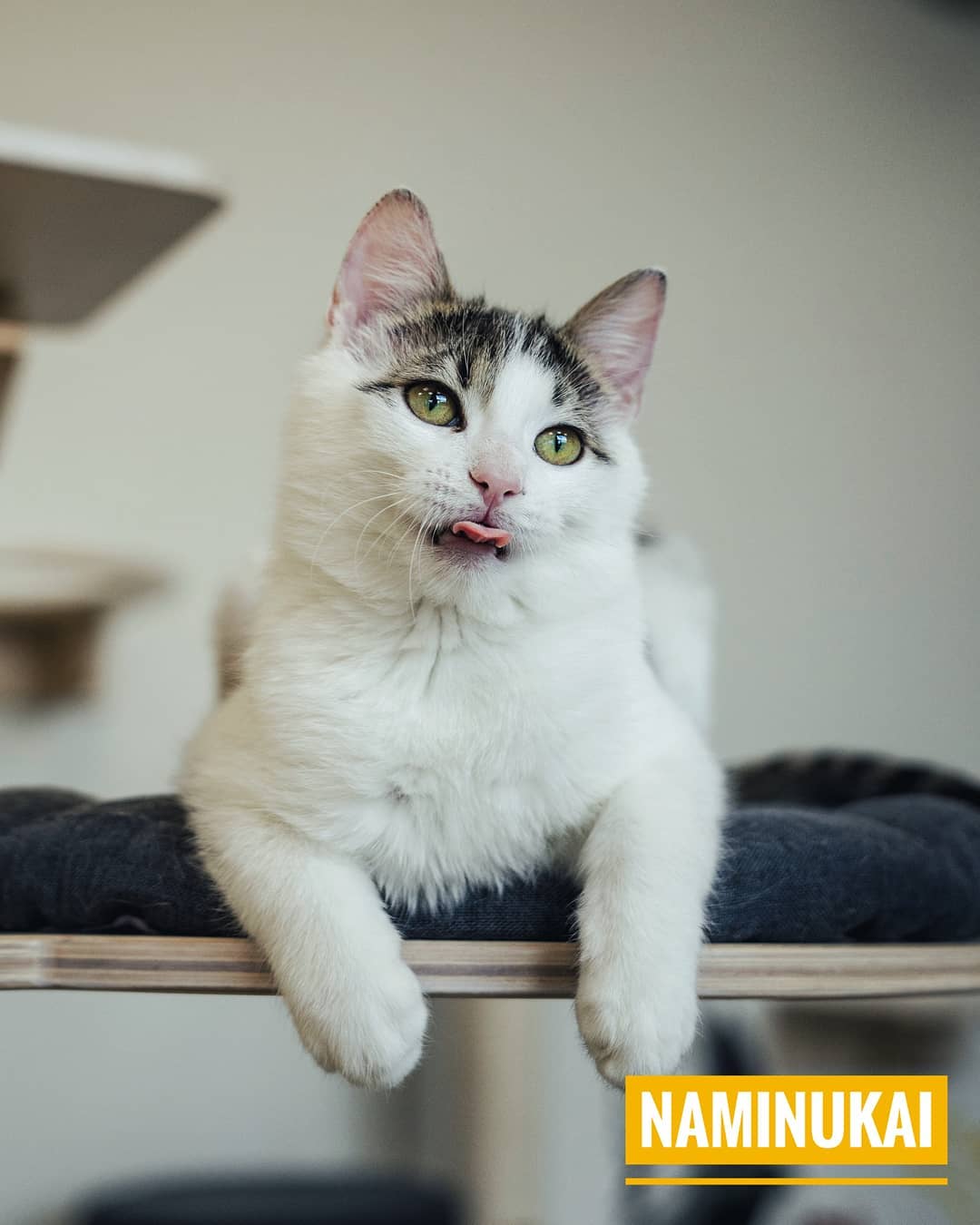 Top 7 Signs That Show Your Cat Is Happy