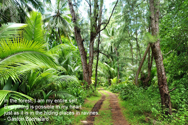 Island Life: Forest Inspiration