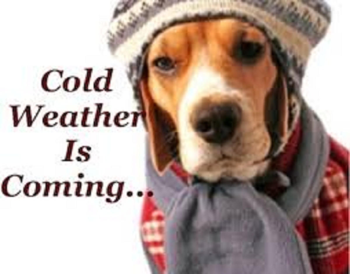 Dog And Cold Weather Doglopedix dog-and-cold-weather-doglopedix