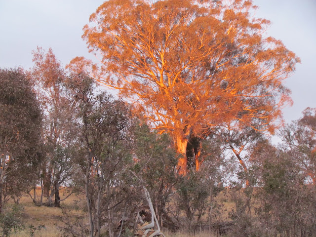 Australian trees: exotic and native in the National Arboretum