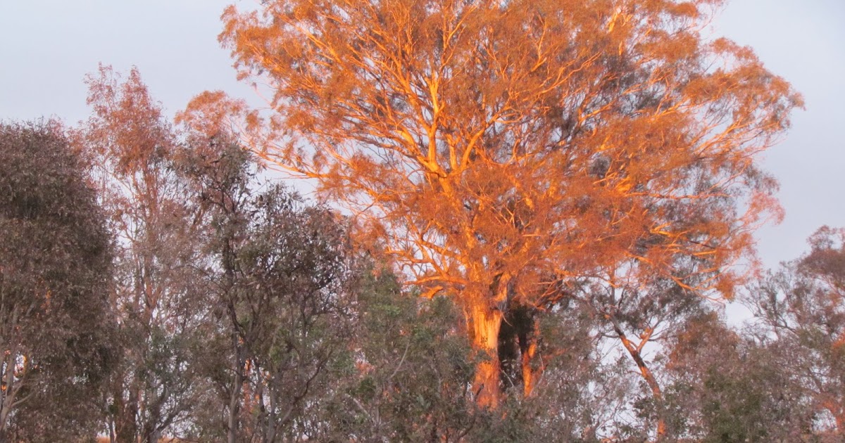 Australian trees: exotic and native in the National Arboretum