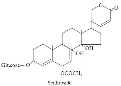 Red Squil-Urginea maritima (L.) Baker belonging to family Liliaceae
